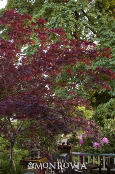 Ornamental Japanese Maple Tree for Your Garden