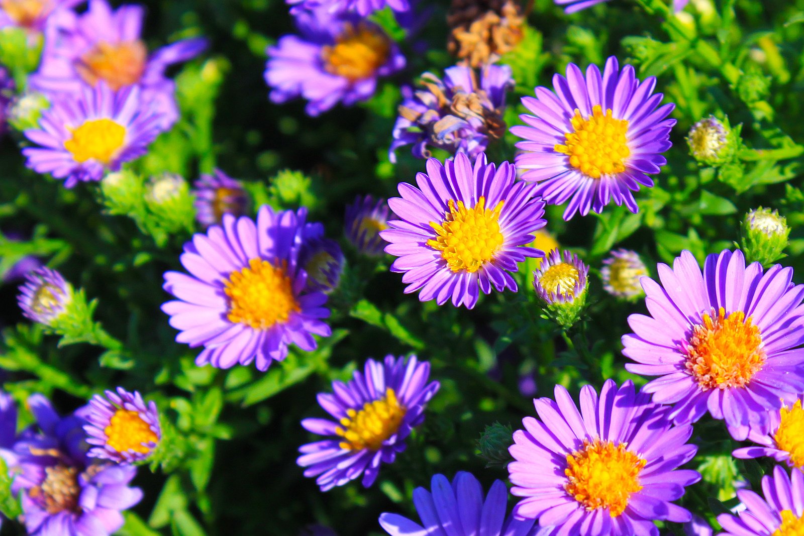 The Best Full-Sun Perennials That Thrive in Massachusetts Home Landscapes
