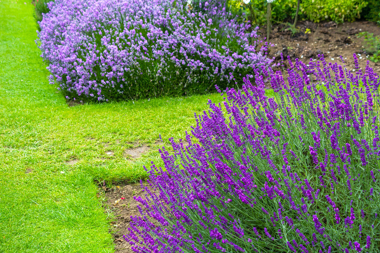 The Best Full-Sun Perennials That Thrive in Massachusetts Home Landscapes