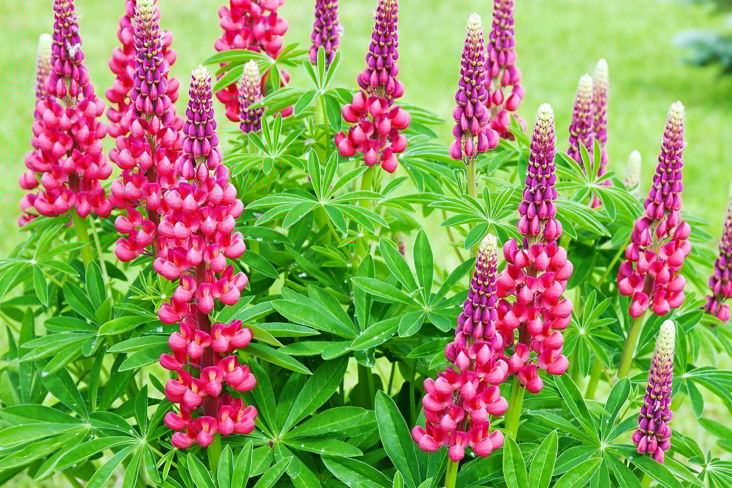 The Must-Have Native Plants for a Stunning Garden Design in Massachusetts