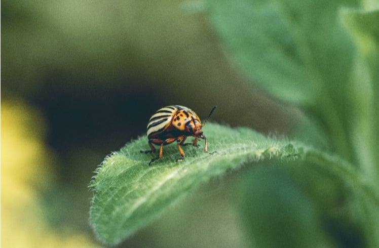 Battling Bugs: Dealing with Garden Pests Naturally