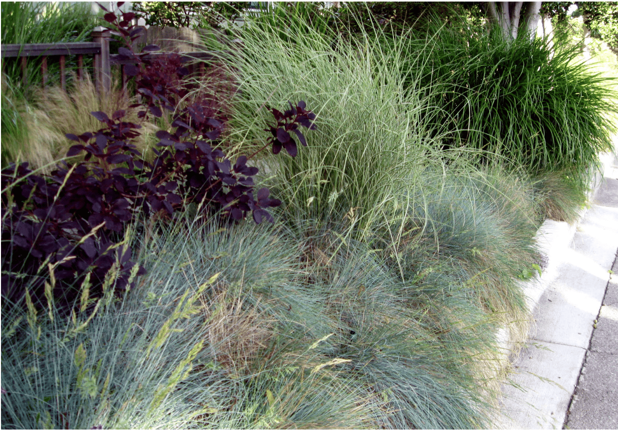 Growing Native Ornamental Grasses: A Beautiful and Eco-Friendly ...