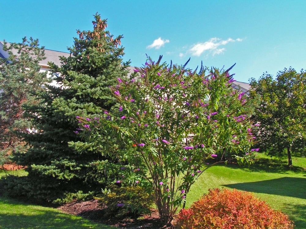 7 Fast-Growing Trees for Privacy in Massachusetts