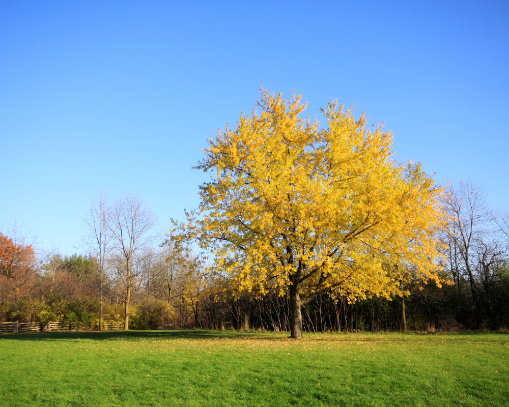 7 Fast-Growing Trees for Privacy in Massachusetts