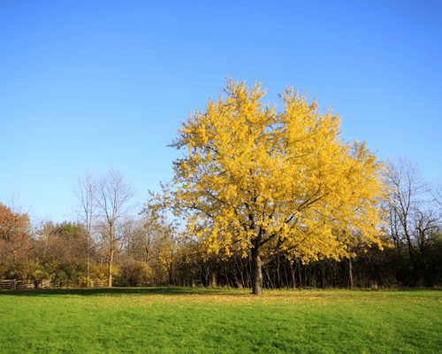 7 Fast-Growing Trees for Privacy in Massachusetts