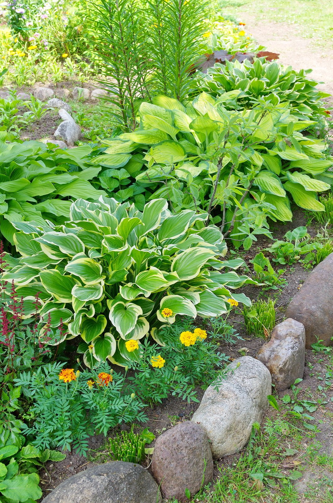 Shade Plants: How to Beautify a Not-So-Sunny Landscape
