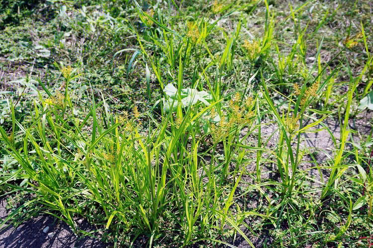 10 Common Lawn Weeds in Massachusetts to Tackle in Your Landscape