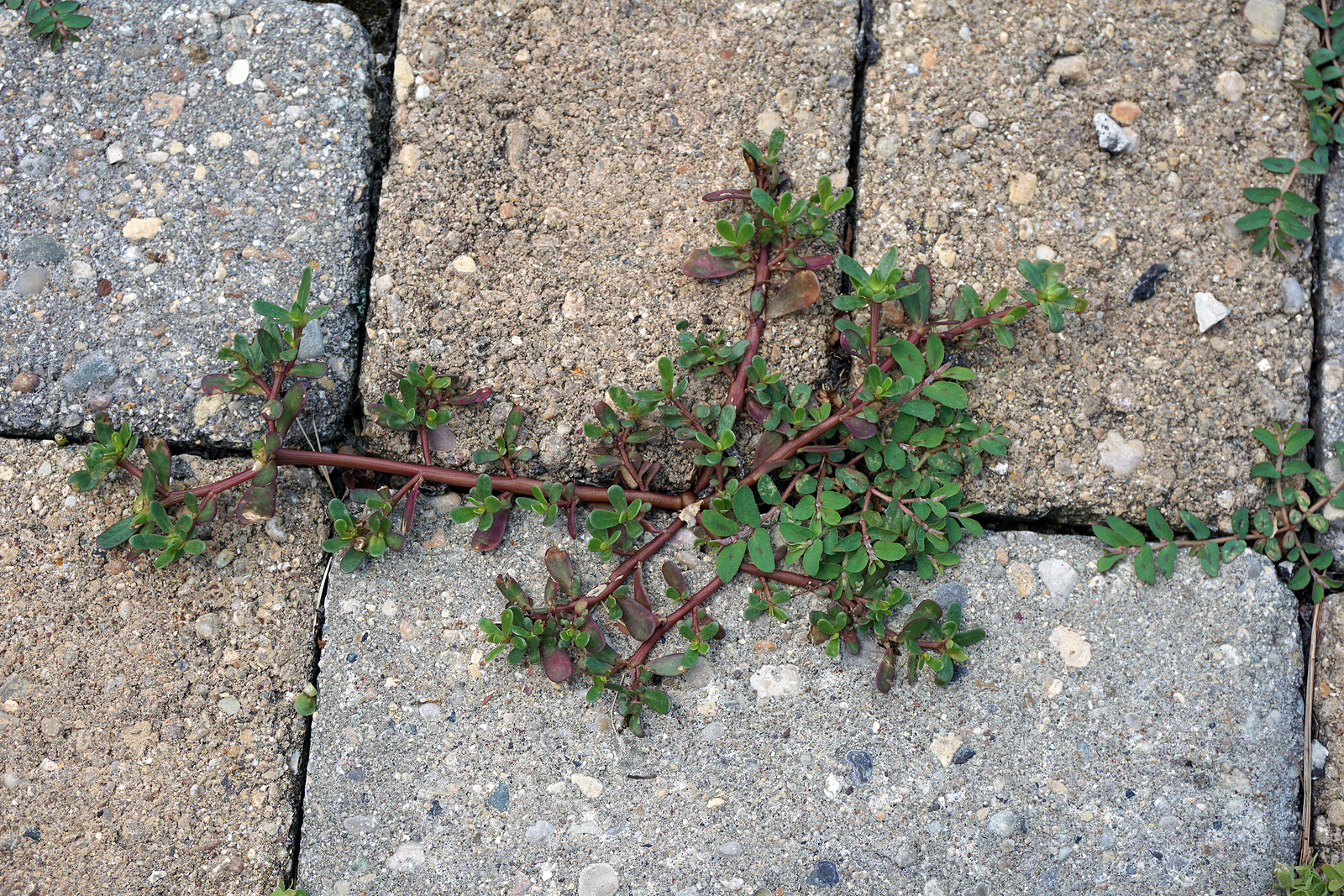 10 Common Lawn Weeds in Massachusetts to Tackle in Your Landscape