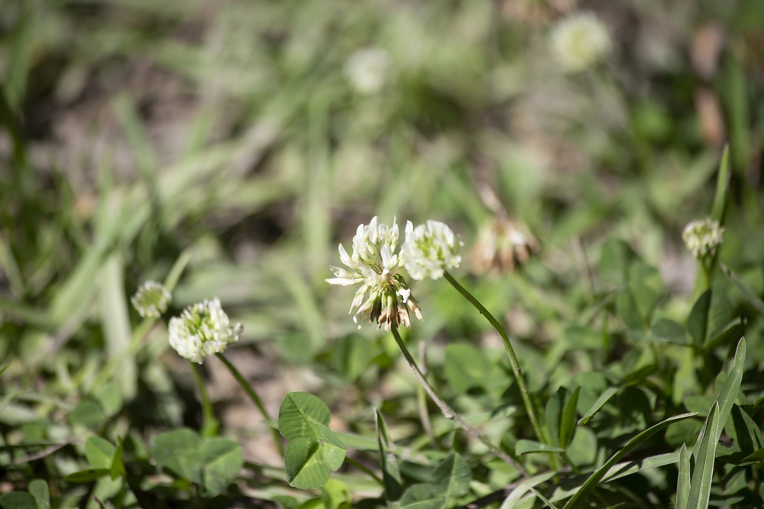 10 Common Lawn Weeds in Massachusetts to Tackle in Your Landscape