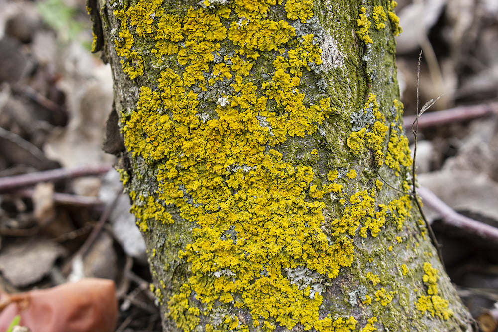 Identifying and Pruning Dead and Diseased Branches in Your Landscape